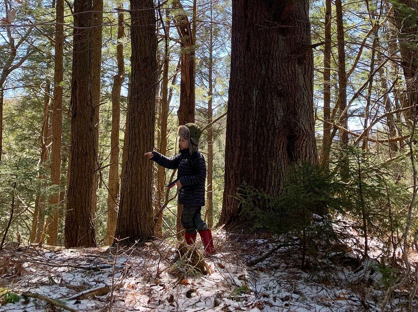 Big Tree Hunt Winners Announced - Stowe Land Trust