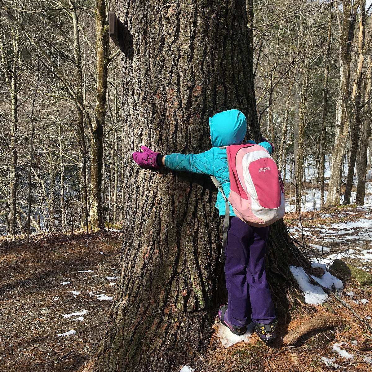 Big Tree Hunt Winners Announced - Stowe Land Trust