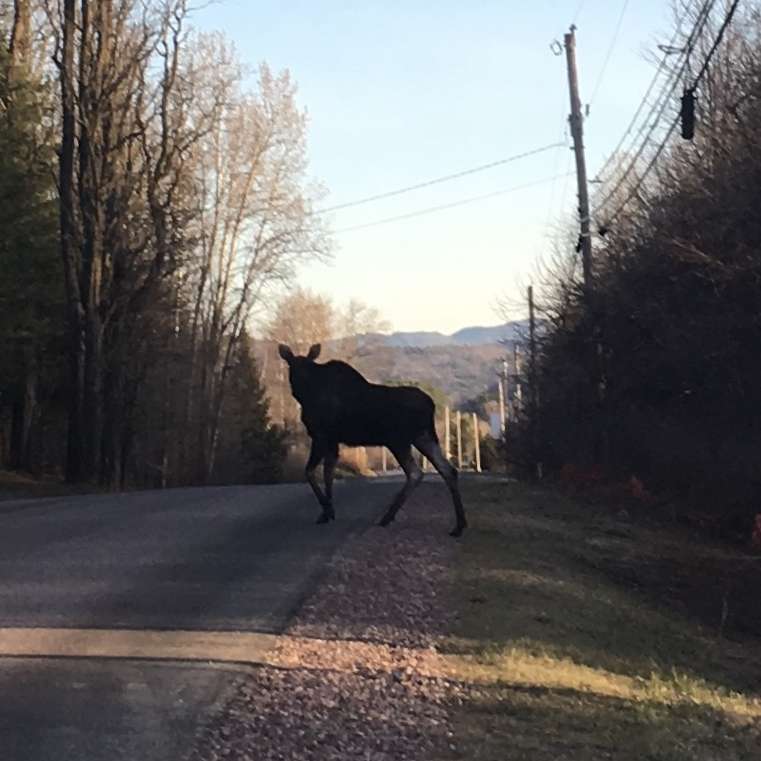 History, Status, and Research Efforts of Moose in Vermont - Stowe Land ...