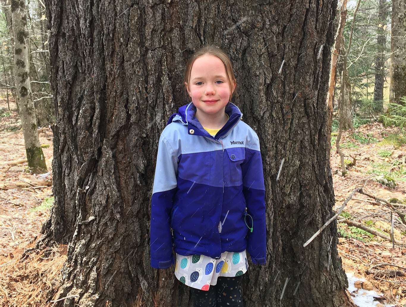 News: Big Tree Hunt Winners Announced - Stowe Land Trust