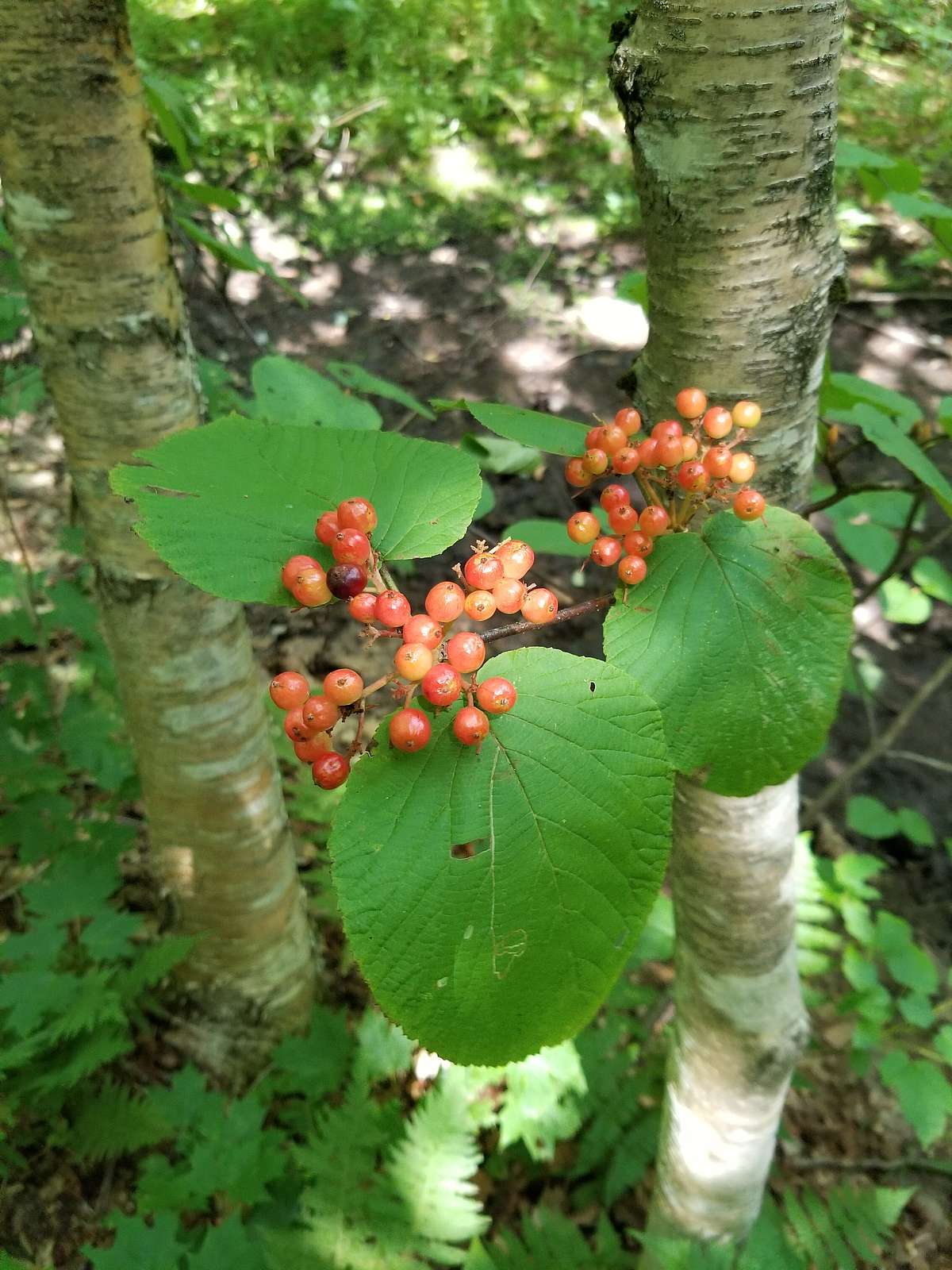 Stumbling across Hobblebush - Stowe Land Trust