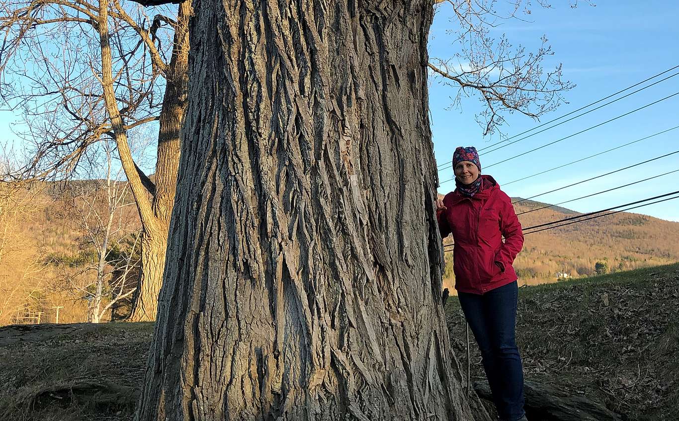 Big Tree Hunt Winners Announced - Stowe Land Trust