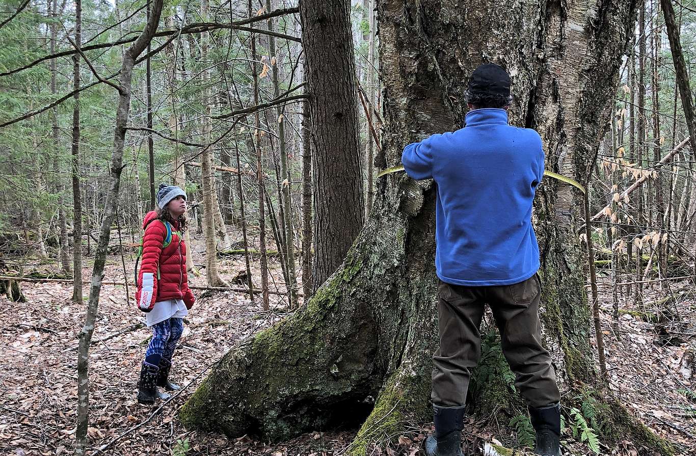 Big Tree Hunt Winners Announced - Stowe Land Trust