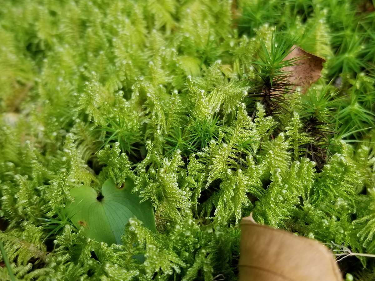 Plume Moss and Other Bryophytes - Stowe Land Trust