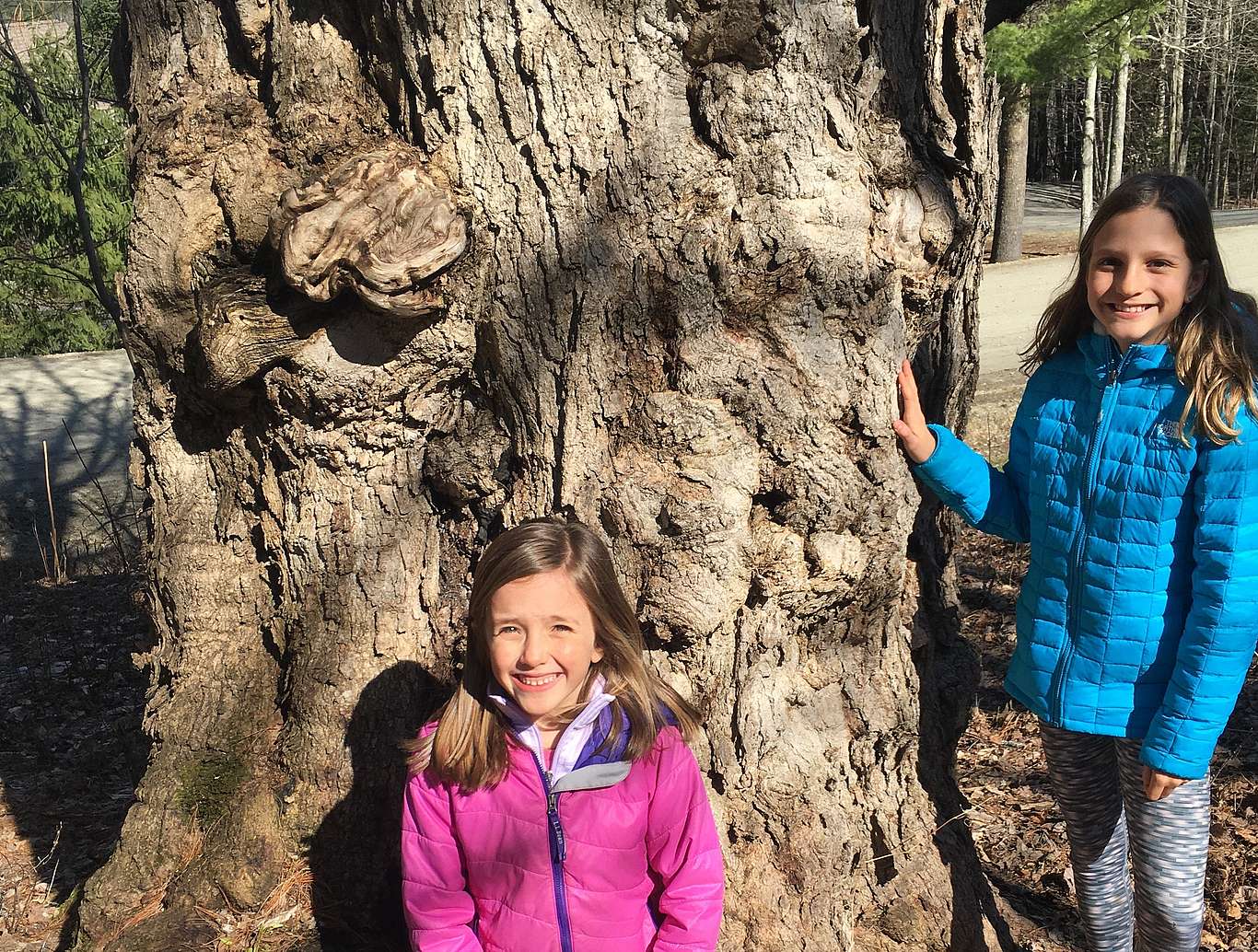 Big Tree Hunt Winners Announced - Stowe Land Trust