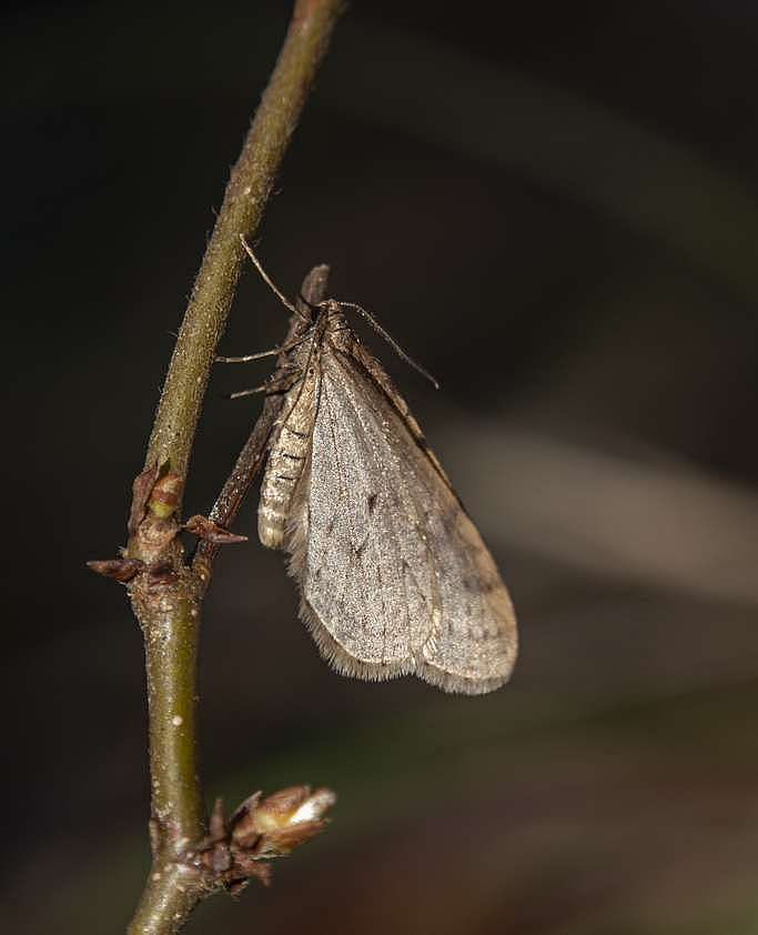 Naturalist Corner: A Timely Winter Gift - Stowe Land Trust